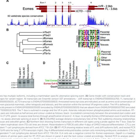 Eomesa Activation Of Vgll4l Is Through Feedforward Loops Via Sox32 And