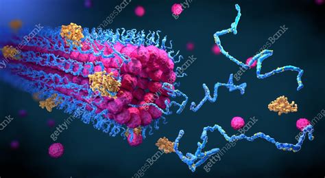 Protein Enzymes Fold Into Their Structure To Fulfill Their Function