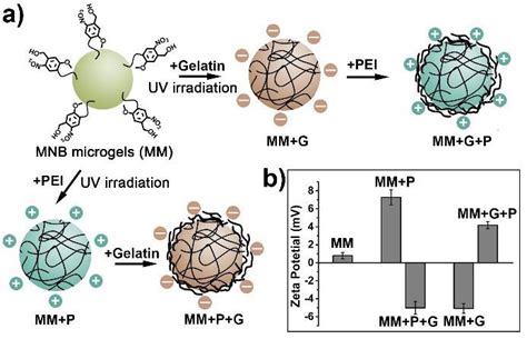 Photoligation On Microgels A Schematic Representation Of Download Scientific Diagram
