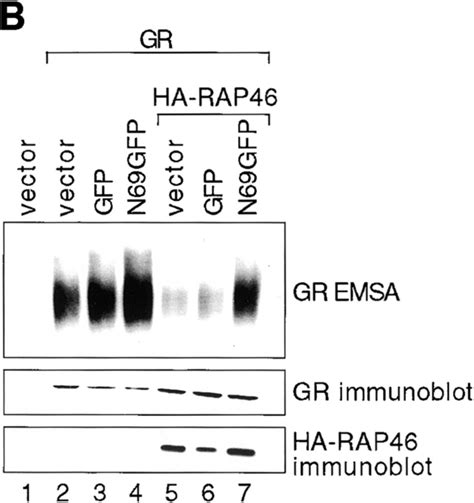 Dominantnegative Effect Of The First 69 Nh2 Terminal Amino Acids Of