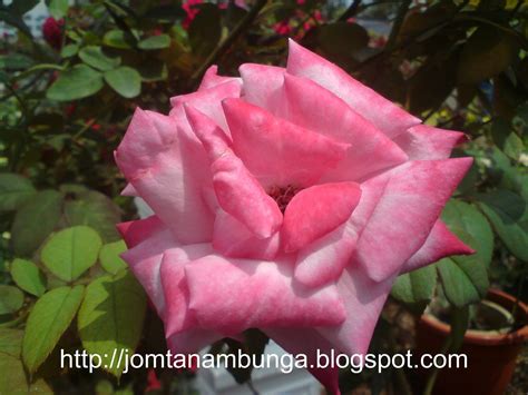 Jom Tanam Bunga Bunga Ros Si Bunga Popular