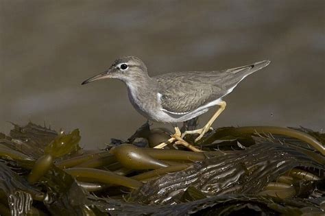 Population Synchrony Across Ecosystem Boundaries Conservation Corridor