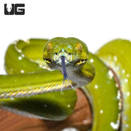 Adult Aru Green Tree Python For Sale Underground Reptiles