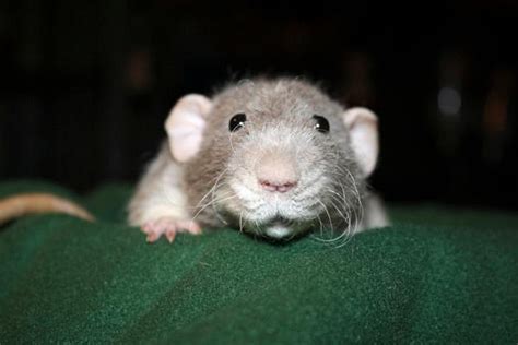 Morris Whats That Scratching Creeping Around The Window The