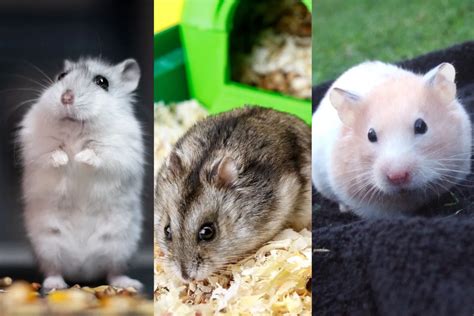 Explorando As Diversas Esp Cies E Variedades De Hamsters Ensinamentos Pet