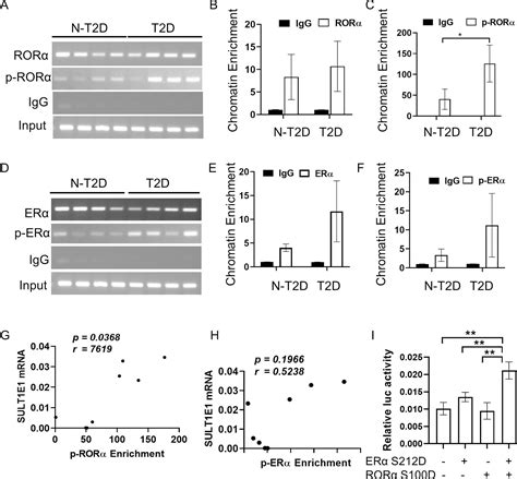 Sex Specific Expression Mechanism Of Hepatic Estrogen Inactivating Enzyme And Transporters In