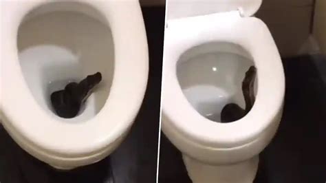 Viral Video टयलट सट क अदर स नकल खतरनक सप वयरल वडय न उडए लग क हश
