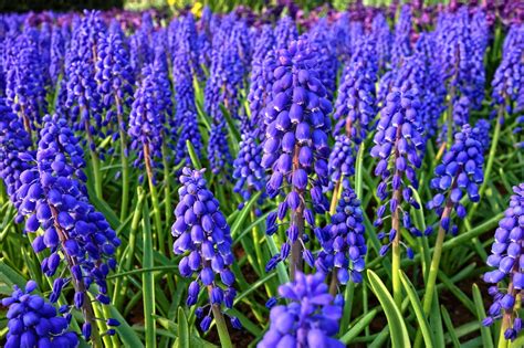 The Ultimate Guide To Purple Flowers Gardensall