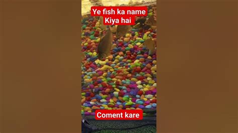 Shortvideo Dekhte Hai Kon Kon Bata Sakta Hai Youtube