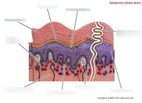 aandp lab week 8 integumentary system w diagram 2 diagram quizlet
