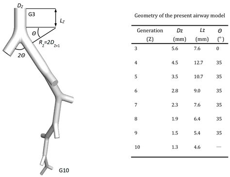 Particle Deposition In Large Scale Human Tracheobronchial Airways