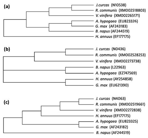 Phylogenetic Analysis Phylogenetic Trees Were Generated Using The Dna