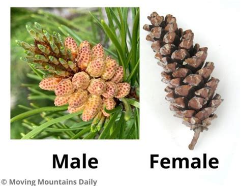 Do Male Pine Cones Produce Pollen