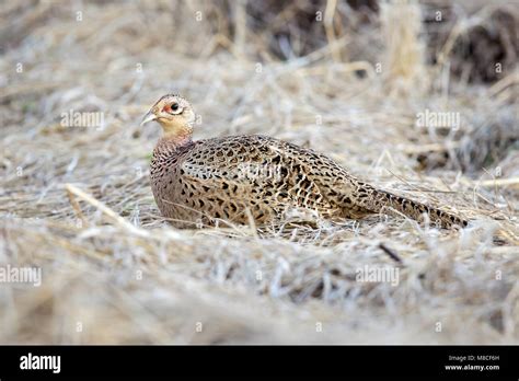 Adult Female Pheasant Hi Res Stock Photography And Images Alamy