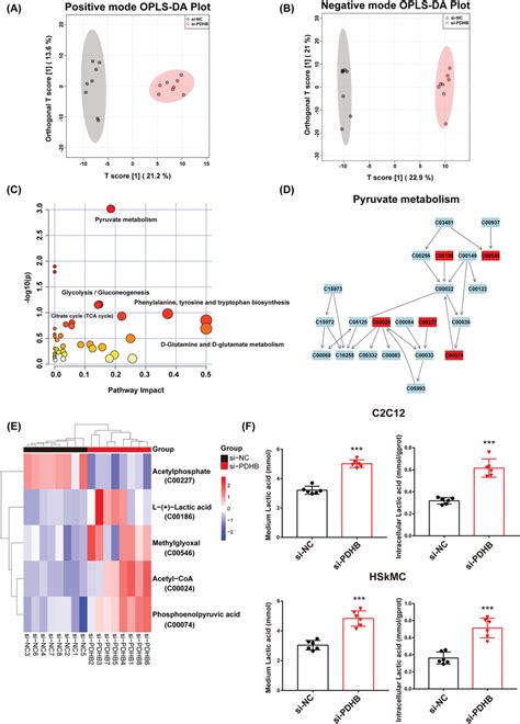 Metabolomic Analysis A Positive‐mode Opls‐da Score Plot B
