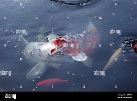 Koi Cyprinus Carpio Goldfish Carassius Auratus Fish Food Water