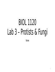 Lab 3 Protists Fungi Study Guide Course Hero