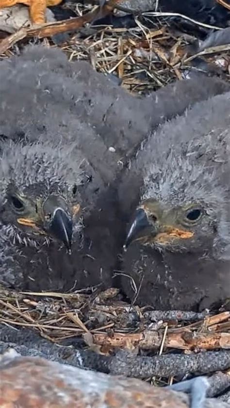 Jackie And Shadows Internet Famous Eaglets Get Names Abc News
