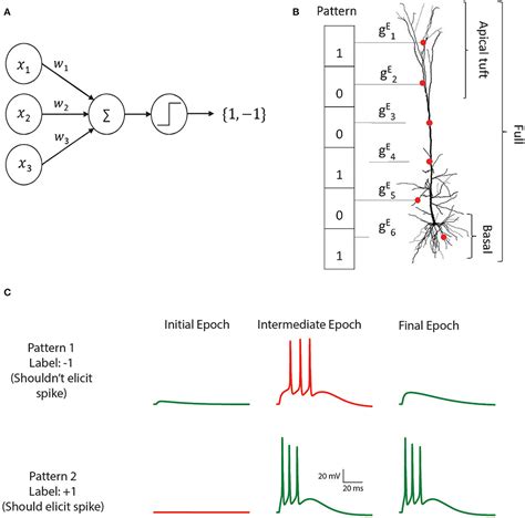 Frontiers Perceptron Learning And Classification In A Modeled Cortical Pyramidal Cell