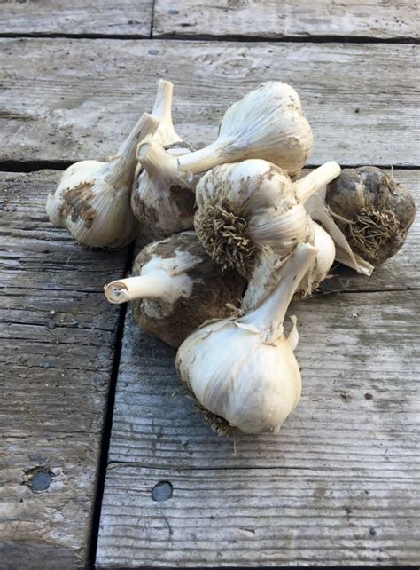 A Guide To The Different Types Of Garlic Hello Homestead