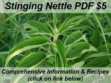 Stinging Nettle Identification
