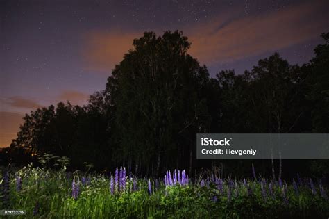 필드에서 Lupines 블루입니다 아름 다운 밤 풍경입니다 느린 셔터 속도입니다 화려한 취소 별이 빛나는 하늘 아름 다운 볼 수 있습니다 잔디와 꽃에 등불에서 빛 꽃 식물에