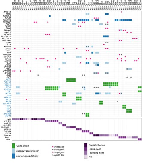 Distribution Of Somatic Driver Mutations Copy Number Losses And Gene