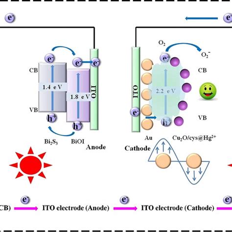Fabrication Process Of The Pec Sensor A The Preparation Of A Bioi