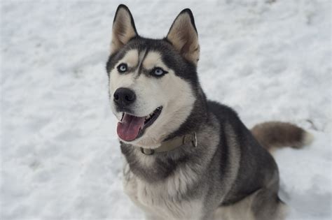 Husky Dog Siberian Sled · Free photo on Pixabay