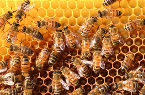 How Hive Can Fulfill Your Big Data Needs Dice Career Advice