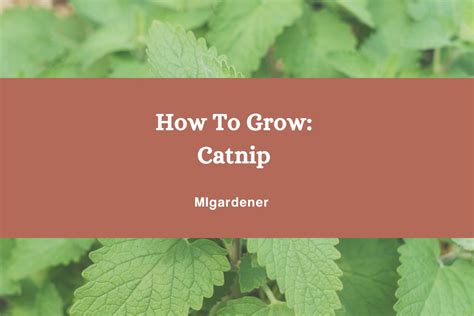 catnip leaves