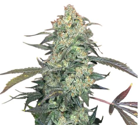 Ecto Cooler Cannabis Seeds Royal King Seeds