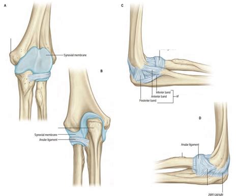 Elbow Joint Diagram Quizlet