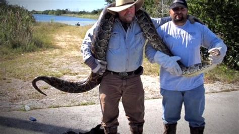 Hunting Florida S Burmese Pythons BBC News