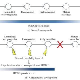 Chromosome 6 And RUNX2 RUNX2 A Chromosome 6 And Location Of RUNX2 Download Scientific