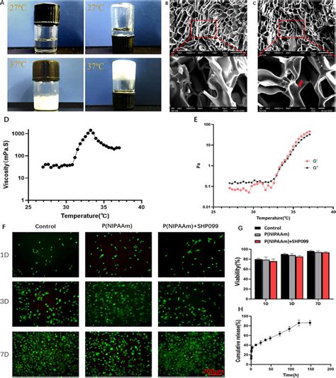 Injectable Thermosensitive Hydrogel For Delivery And Controlled Release Download Scientific