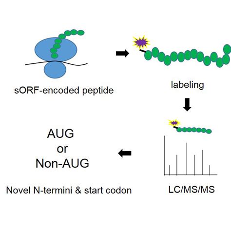 Mapping Start Codons Of Small Open Reading Frames By N Terminomics Approach Molecular