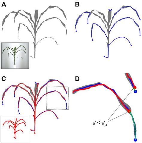 Extension Of Leaf Tips On The 3d Skeleton A Binarization Of The Rgb Download Scientific