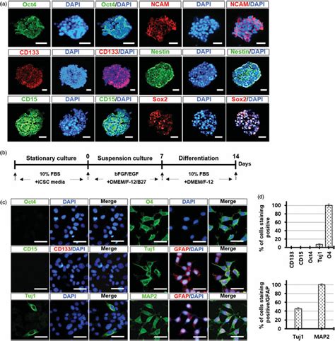 Icscs Are Differentiated Into Both Glial And Neuronal Lineages In
