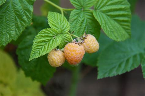Raspberry Types How To Pick The Perfect Plant The Old Walsh Farm