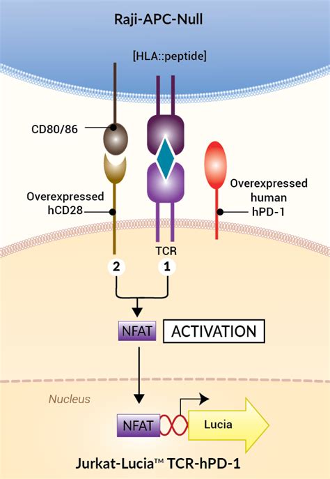Raji Antigen Presenting Cells Invivogen