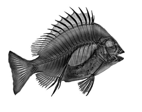 Fossils X Ray Fossils