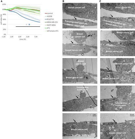 Transcellular Migration Of Breast Cancer Cells Through Brain Download Scientific Diagram