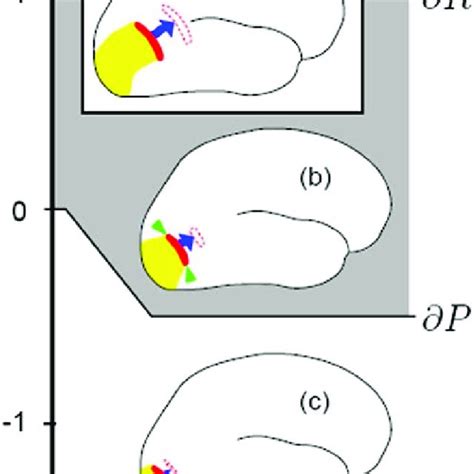 Schematic View Of The Spatio Temporal Course Of A Reaction Diffusion