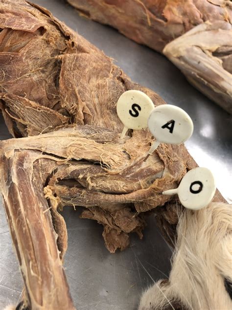Lab Practical Diagram Quizlet