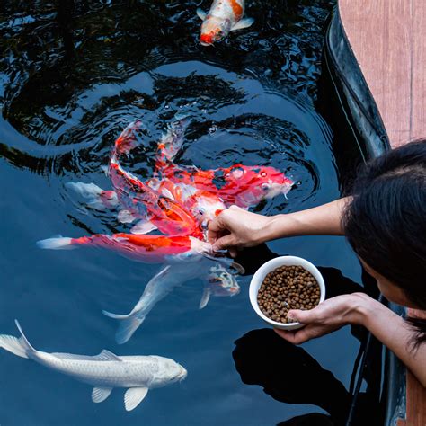 A Guide To Hand Feeding Your Koi Next Day Koi