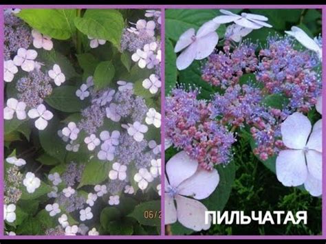 ГОРТЕНЗИЯ ПИЛЬЧАТАЯ - моя воздушная красотка - YouTube