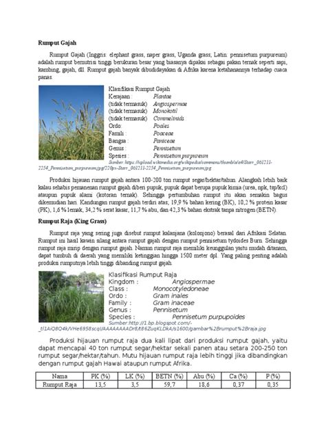 Rumput Gajah Dan King Grass Pdf