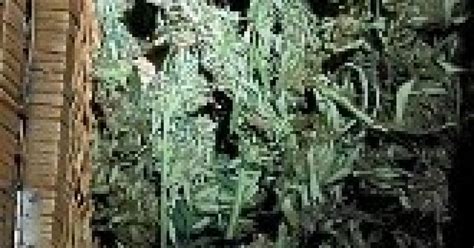 45 тона Изоставена марихуана за 100 млн долара откриха в САЩ Btv