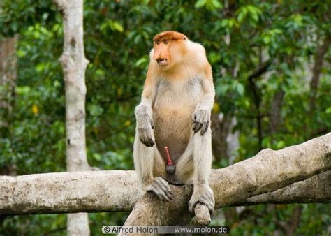 Proboscis Monkey Proboscis Monkey Monkey Pictures Funny Monkey Pictures
